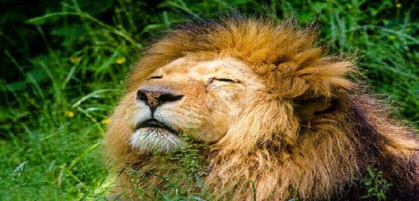 Leo Facts - Basic Information | Sanatan Veda